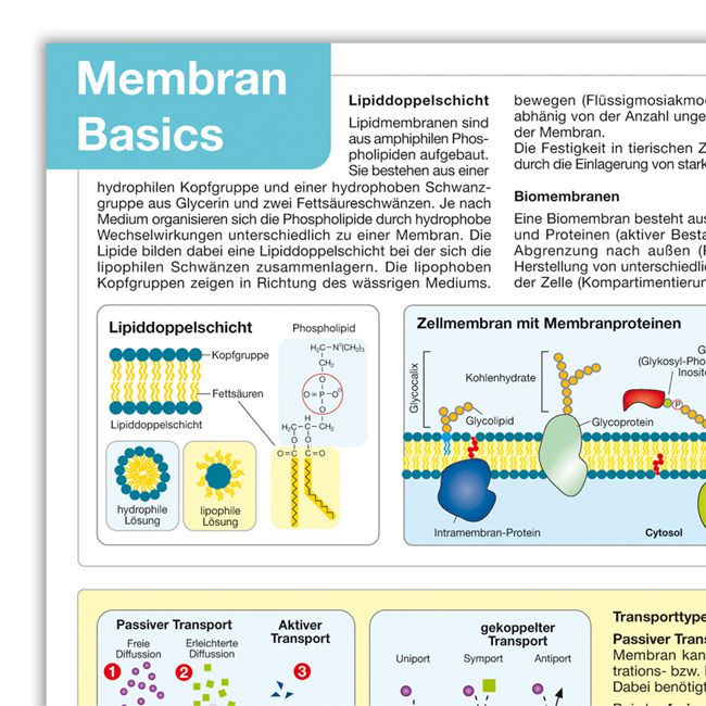 Biochemie Lernposter - komplexe Zusammenhänge ideal zusammengefasst