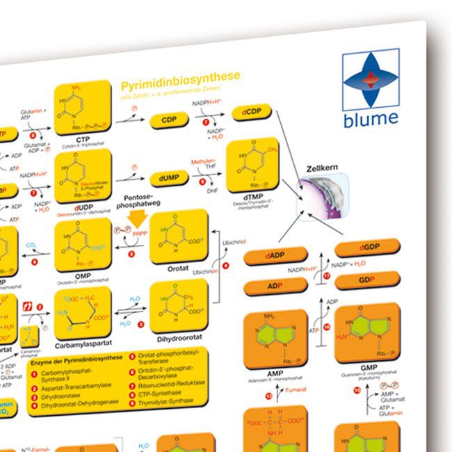 Biochemie Lernposter - komplexe Zusammenhänge ideal zusammengefasst