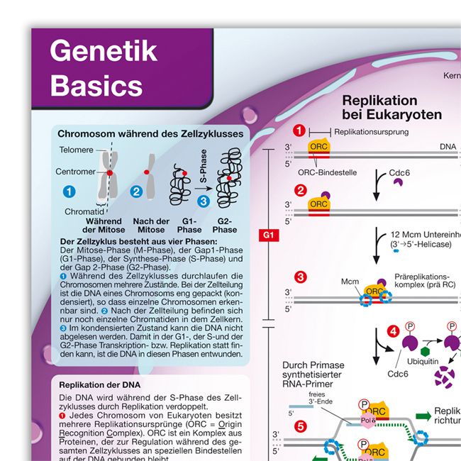 Biochemie Lernposter - komplexe Zusammenhänge ideal zusammengefasst
