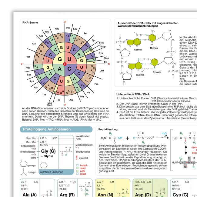 Biochemie Lernposter - komplexe Zusammenhänge ideal zusammengefasst