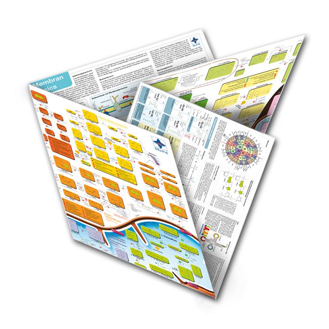 Biochemie Lernposter - komplexe Zusammenhänge ideal zusammengefasst